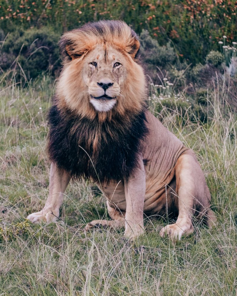 24 Photos To Inspire You To Visit South Africa – Verbal Gold Blog